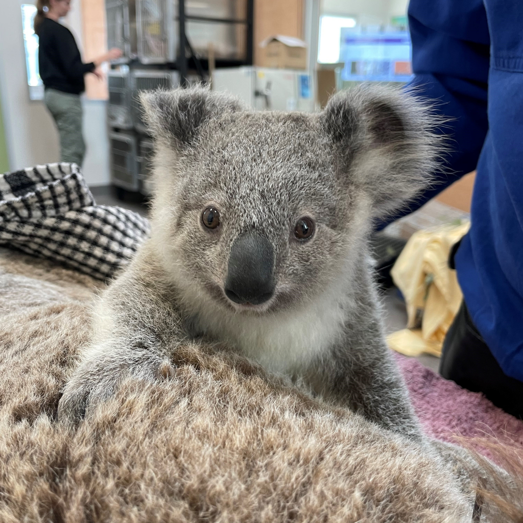 Koalas – The Turner Family Foundation